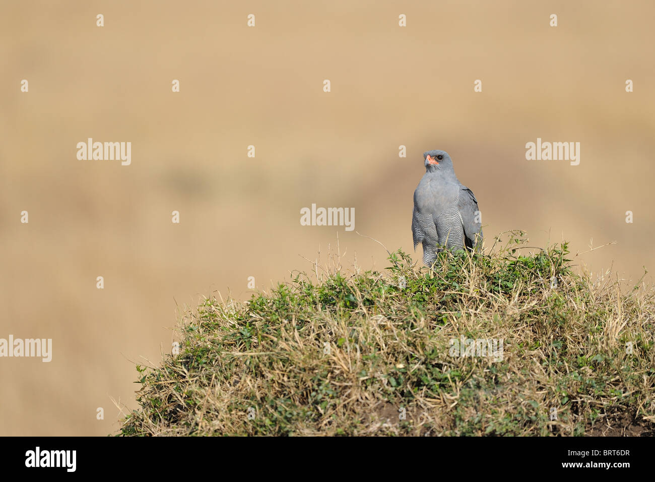 Gabar goshawk (Micronisus gabar - Melierax gabar) perched on a bush ...