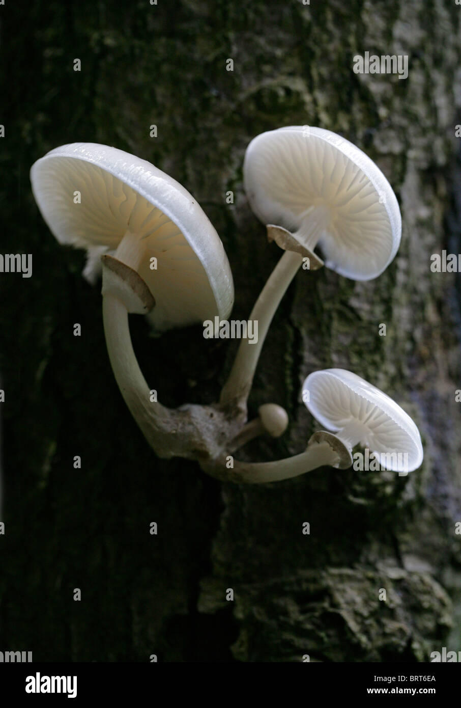 Porcelain Fungus, Slimy Beech Cap or Poached Egg Fungus, Oudemansiella ...