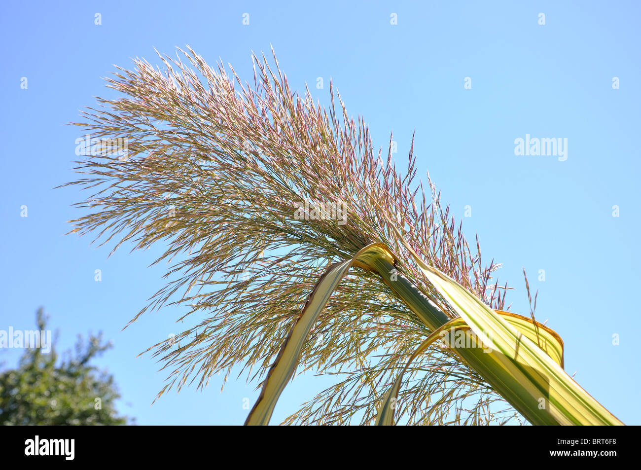 Ornamental grass against blue sky, Texas, USA Stock Photo - Alamy