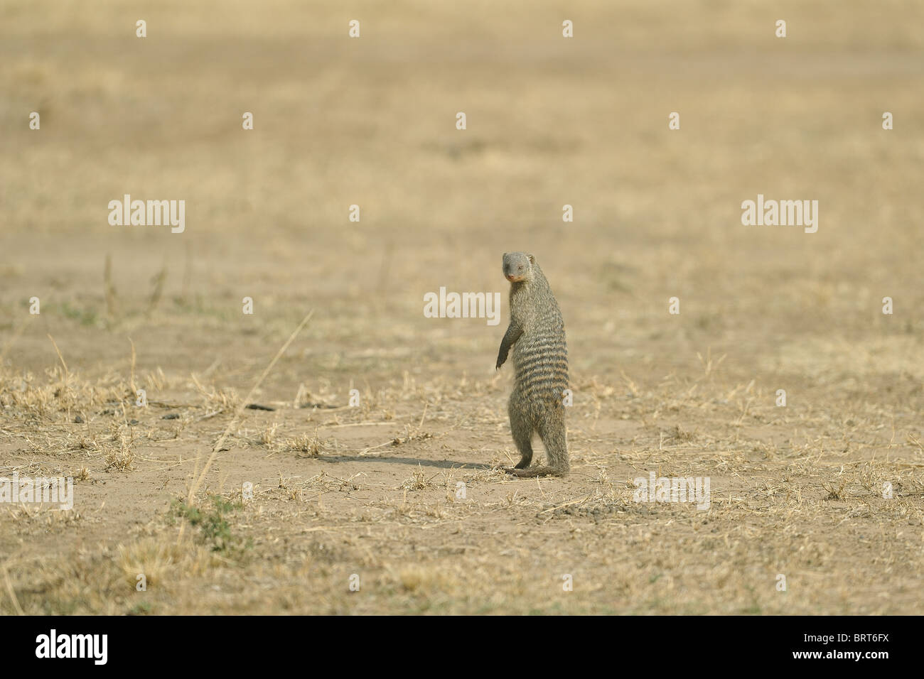 Mongoose stand hi-res stock photography and images - Alamy