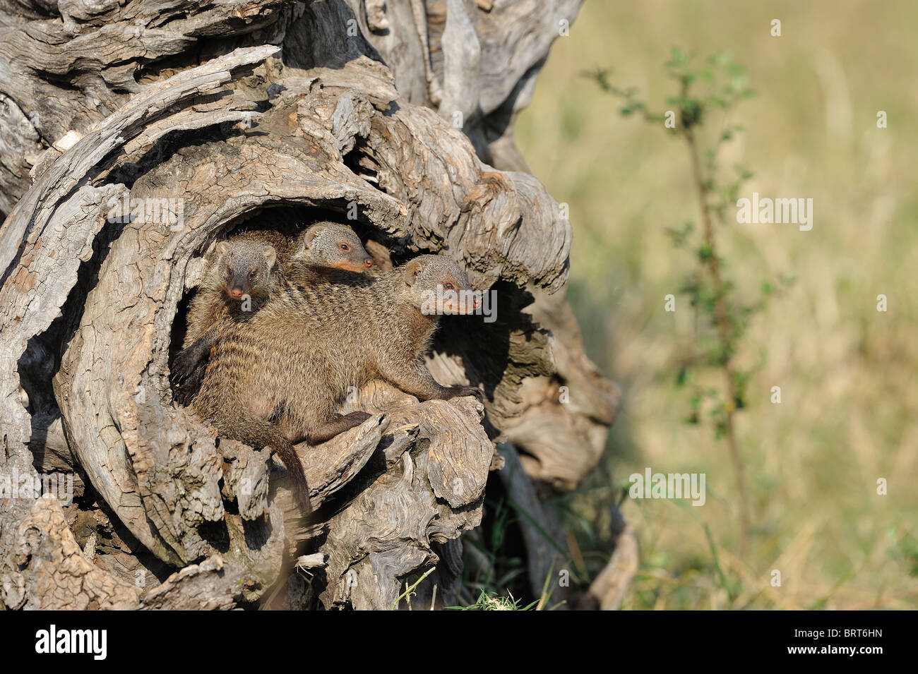 Waking the dead hi-res stock photography and images - Alamy