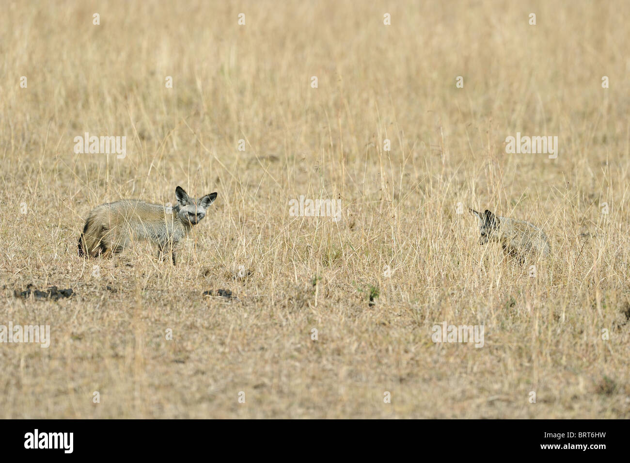 Bat-eared fox - Long-eared fox - Big-eared fox (Otocyon megalotis ...