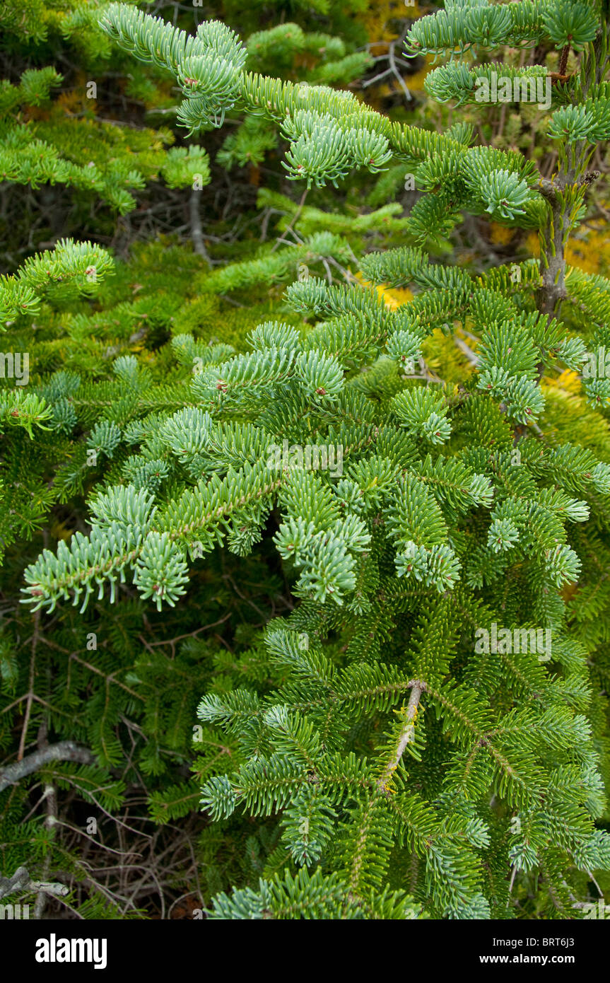 Trees newfoundland canada hi-res stock photography and images - Alamy