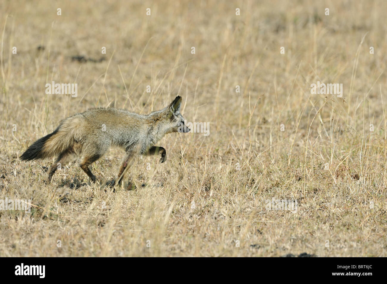 Biggest Fox In The World