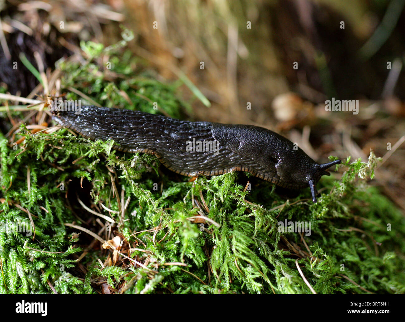 Black Slug