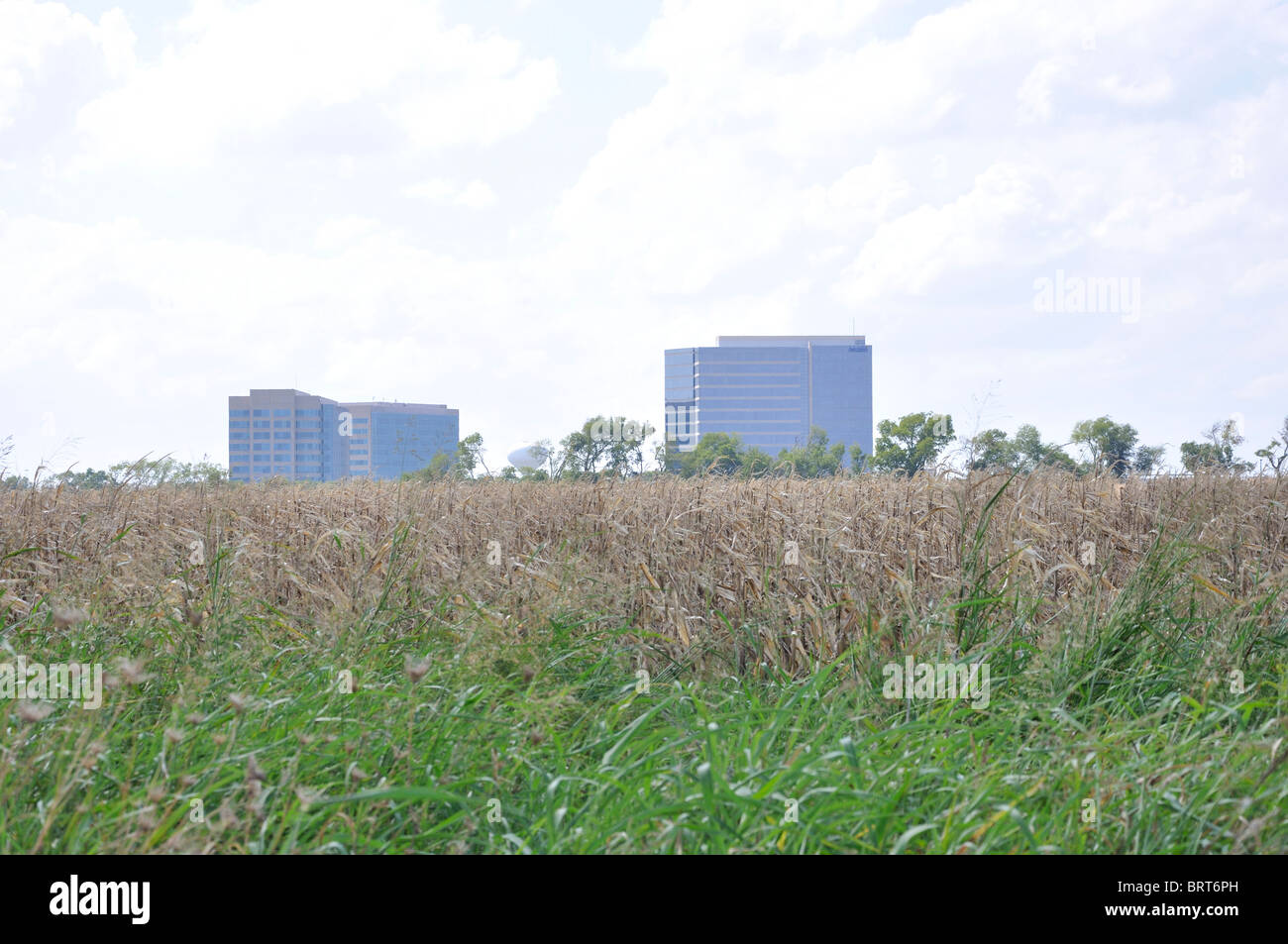 Crop field right next to the office buildings, Plano, Texas, USA Stock ...