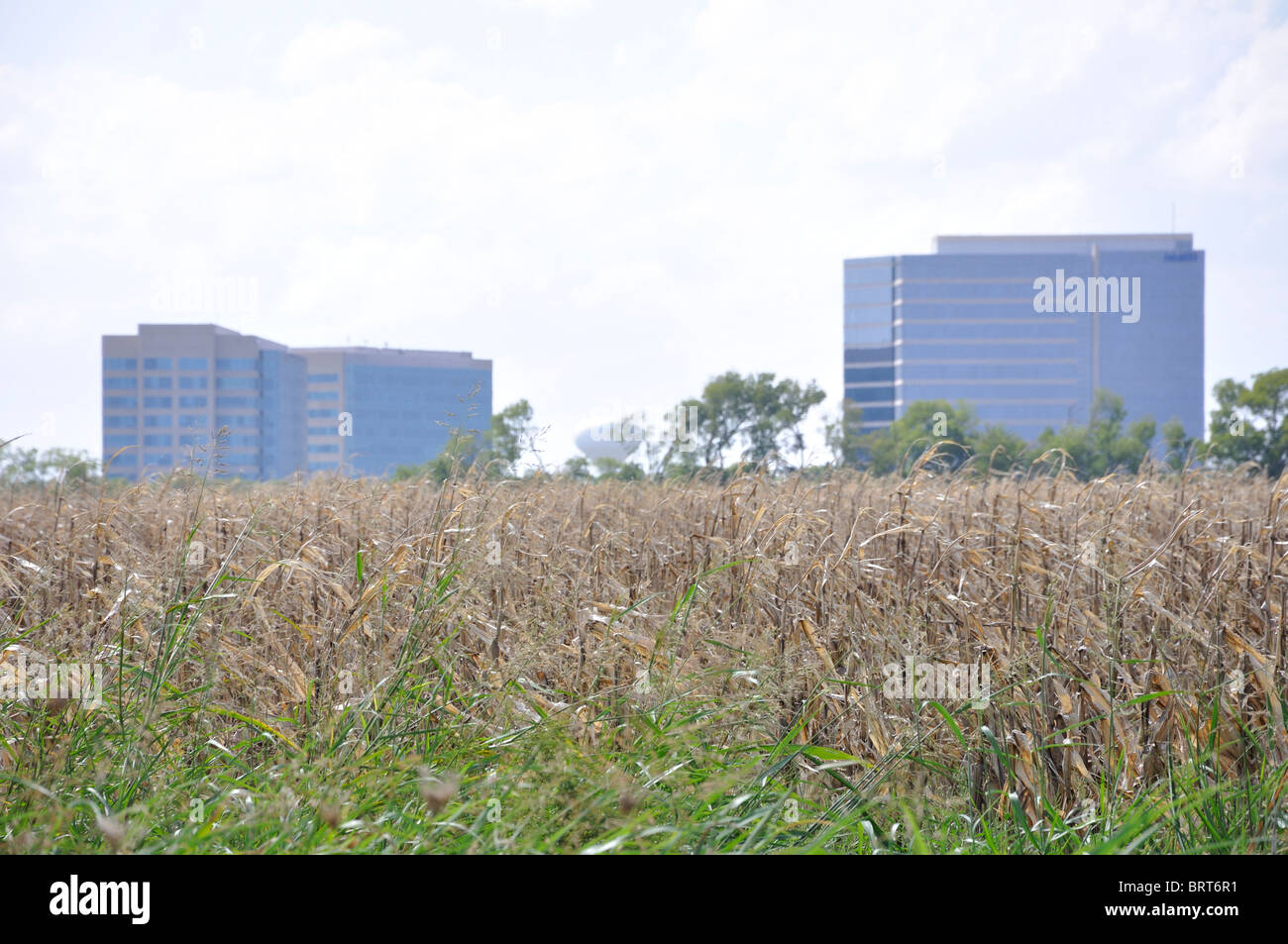 Crop field right next to the office buildings, Plano, Texas, USA Stock ...