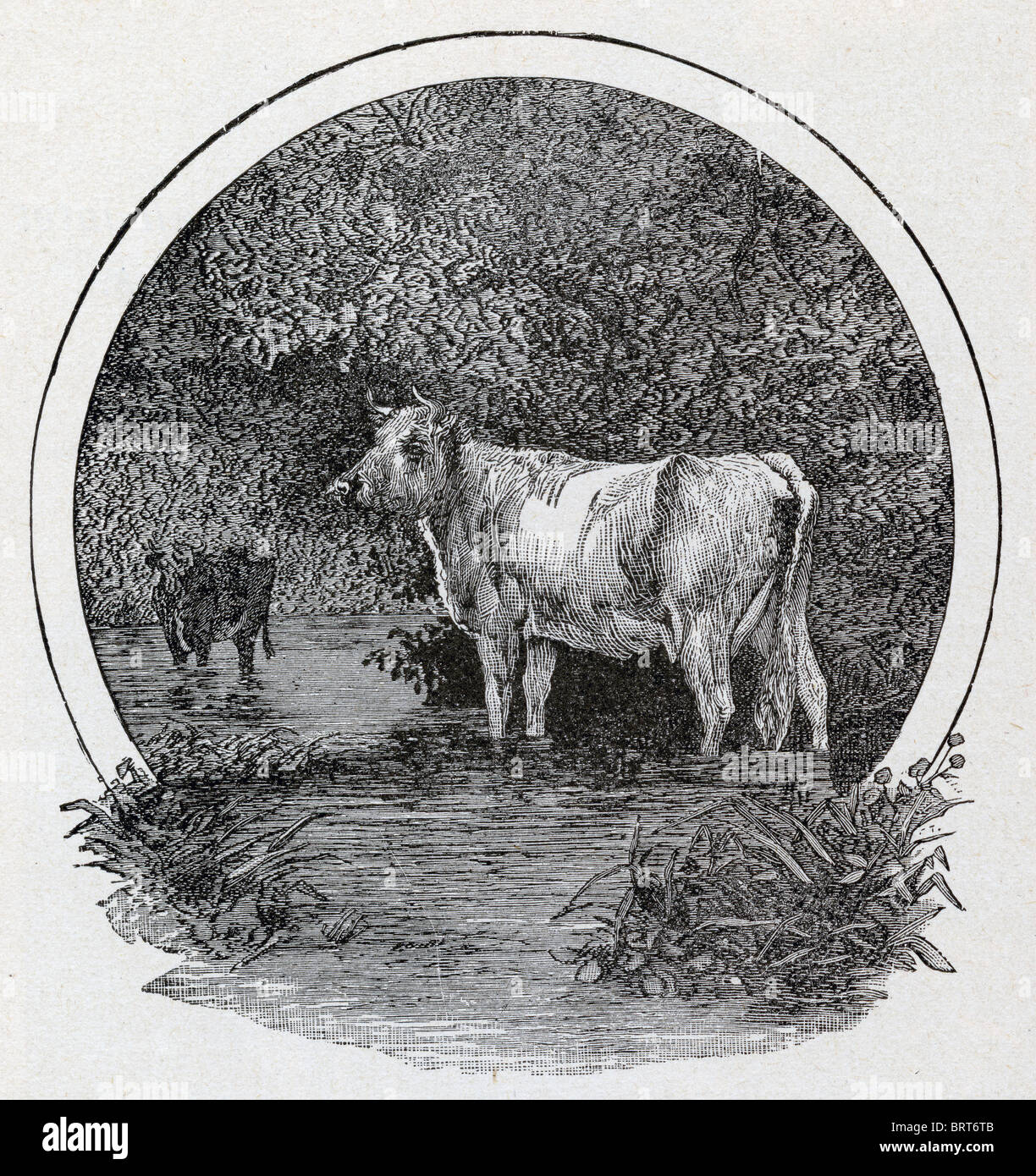 Old cows hi-res stock photography and images - Alamy