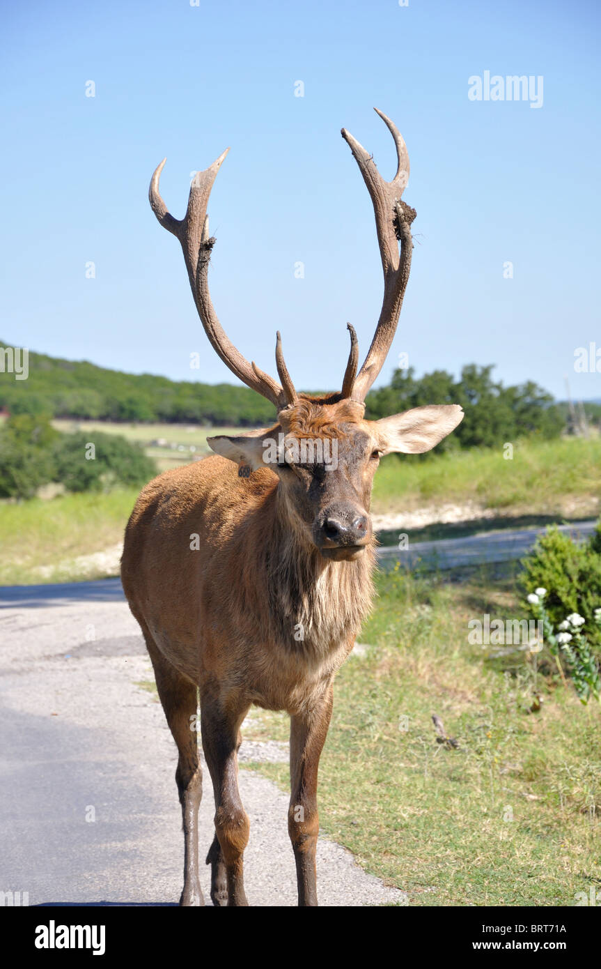 European red deer - Cervus elaphus Stock Photo - Alamy