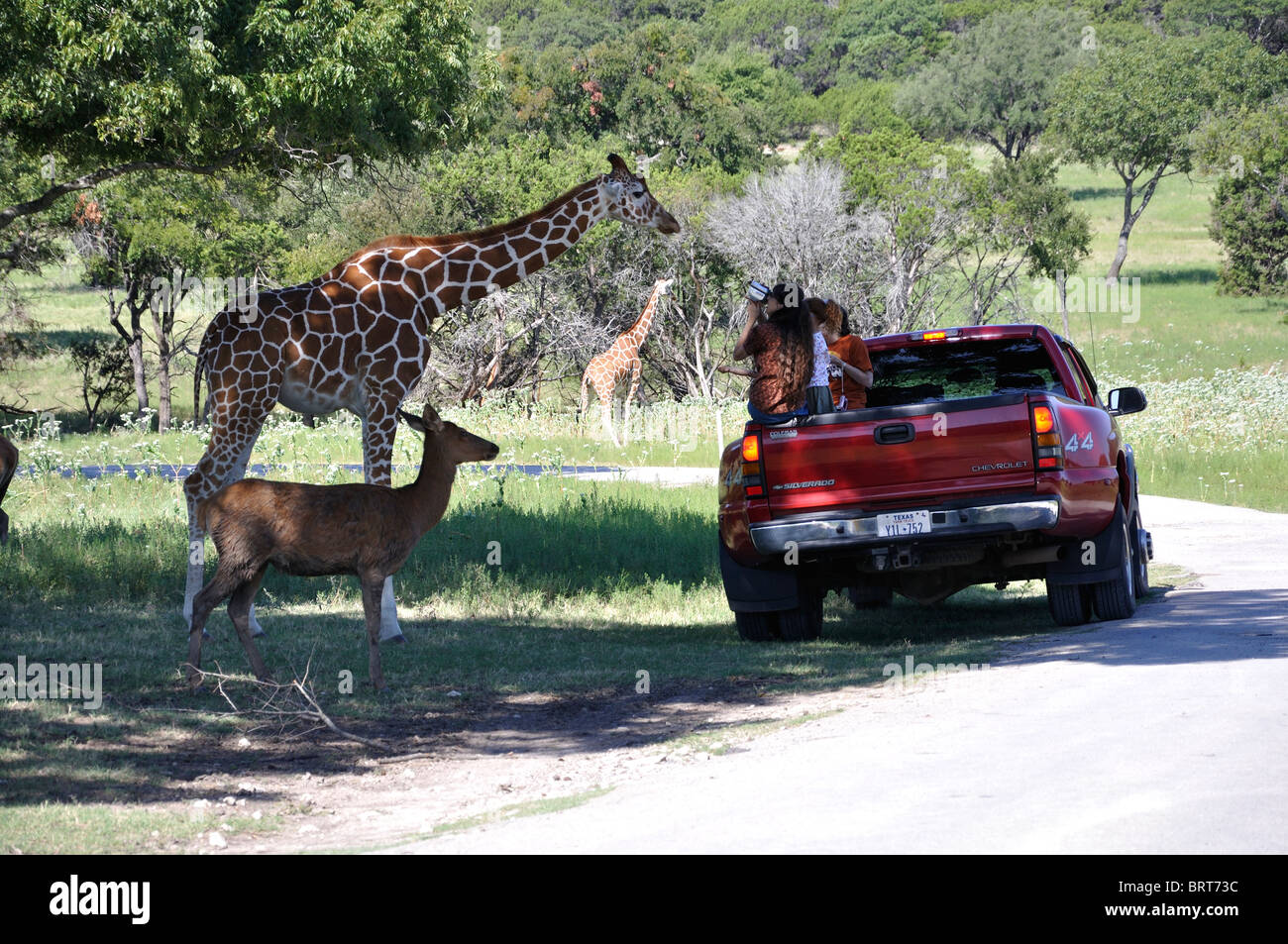 Giraffe and cars hi-res stock photography and images - Alamy