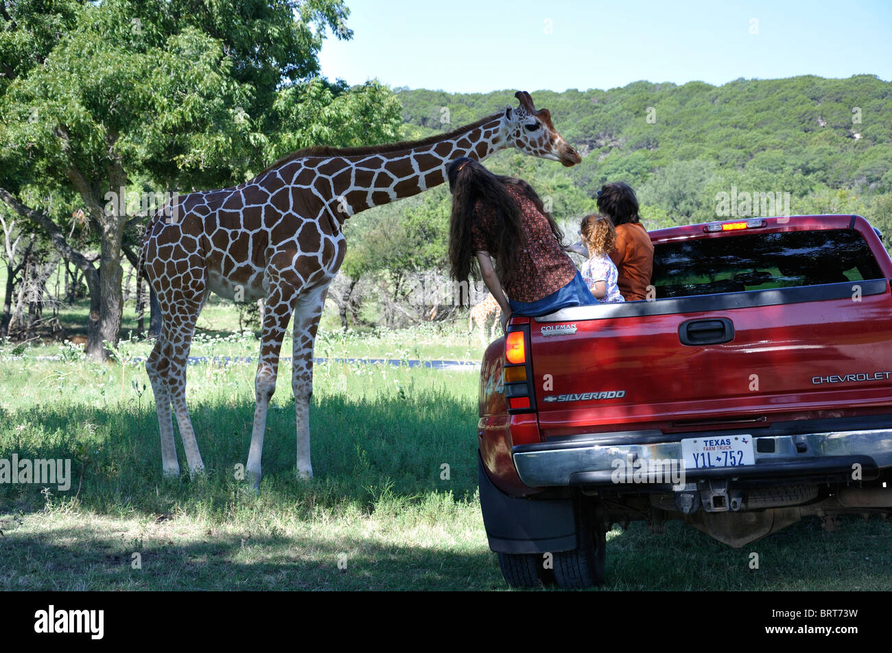 Giraffe being fed on safari in Texas, USA Stock Photo - Alamy