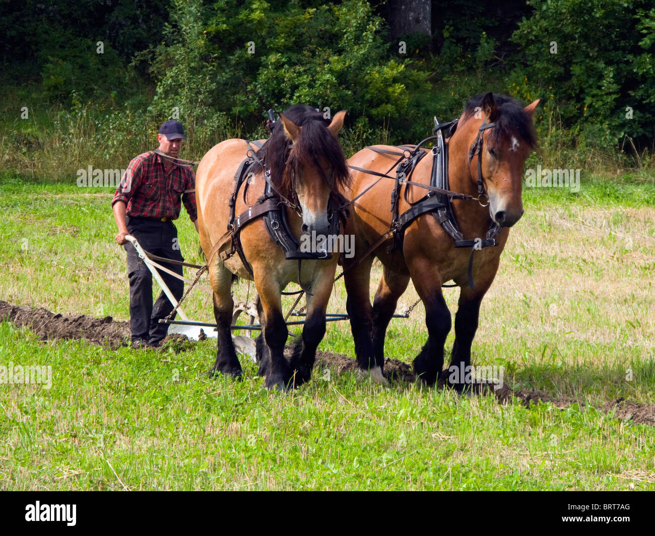 Ploughing using two horses Stock Photo - Alamy