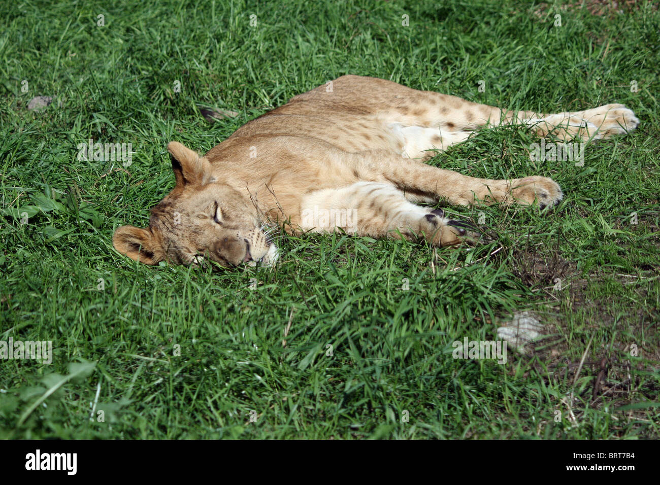 Lion resting hi-res stock photography and images - Alamy