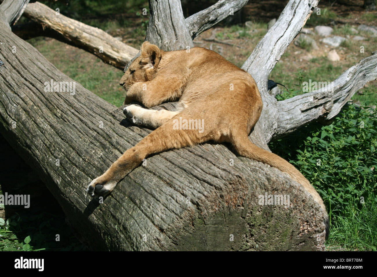 Lion resting hi-res stock photography and images - Alamy