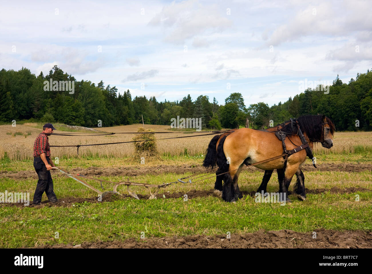 Ploughing using two horses Stock Photo - Alamy