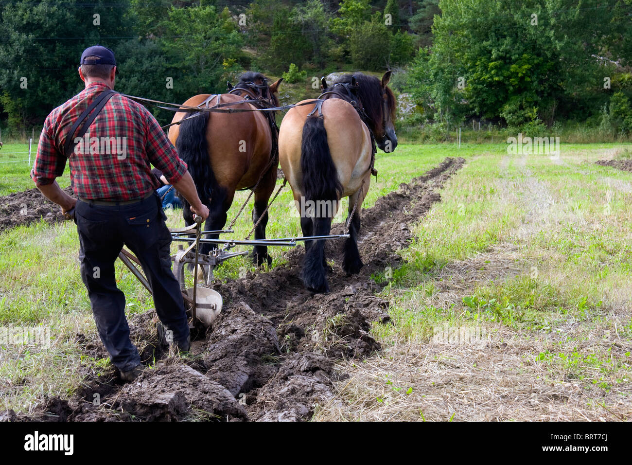 Ploughing using two horses Stock Photo - Alamy
