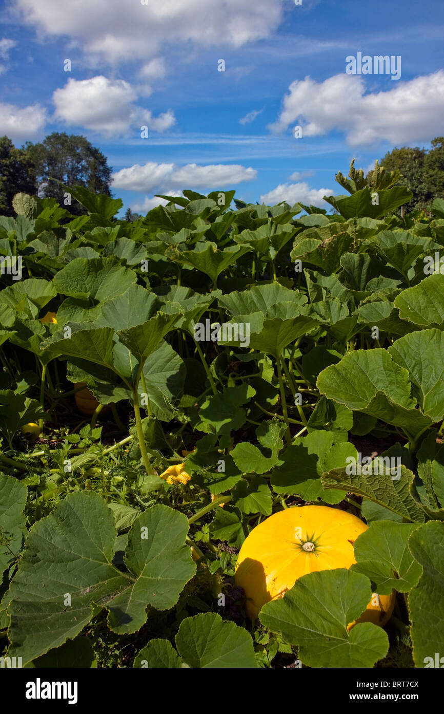 Pumpkin field hi-res stock photography and images - Alamy