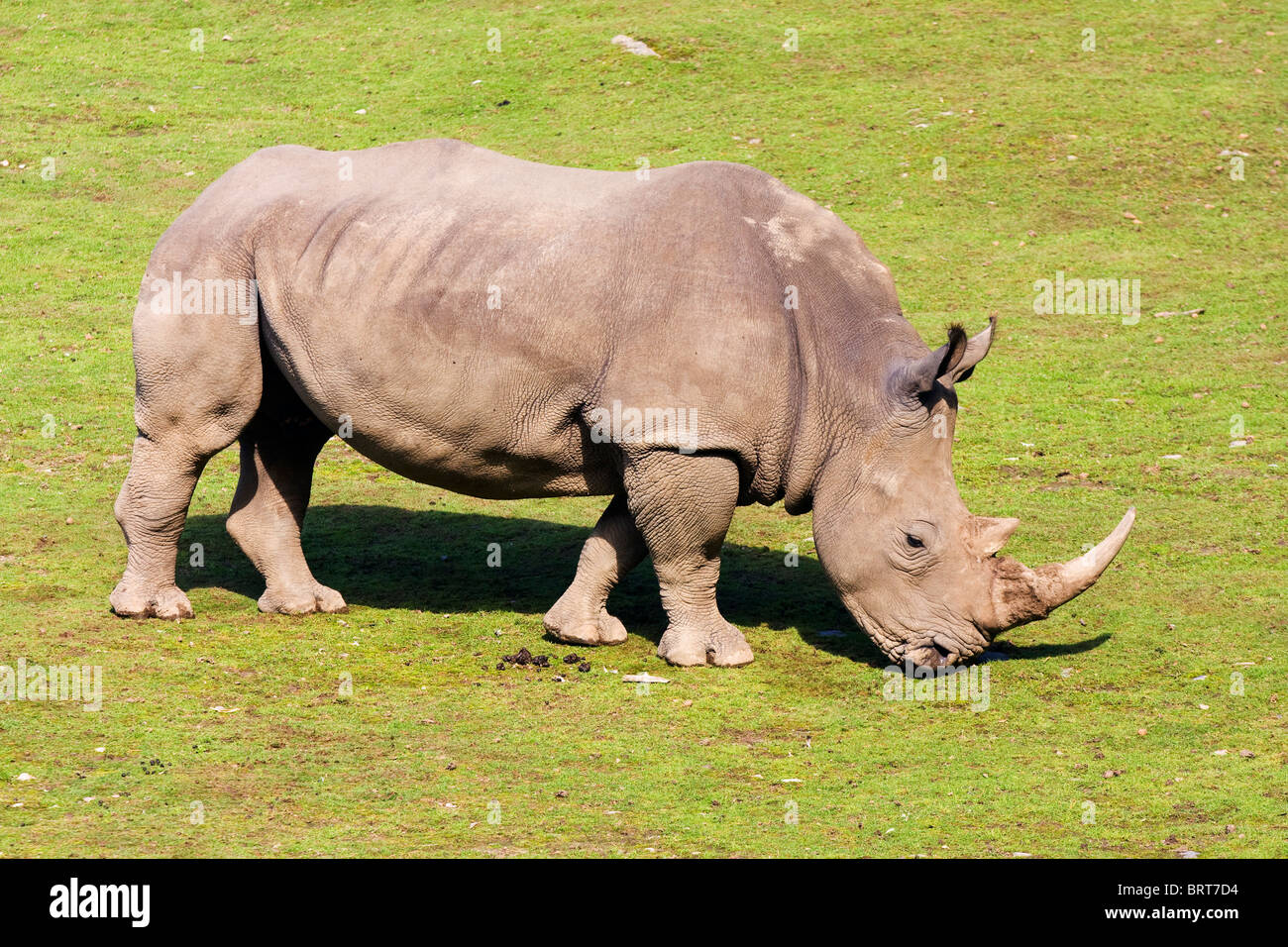 Ceratotherium simum hi-res stock photography and images - Alamy
