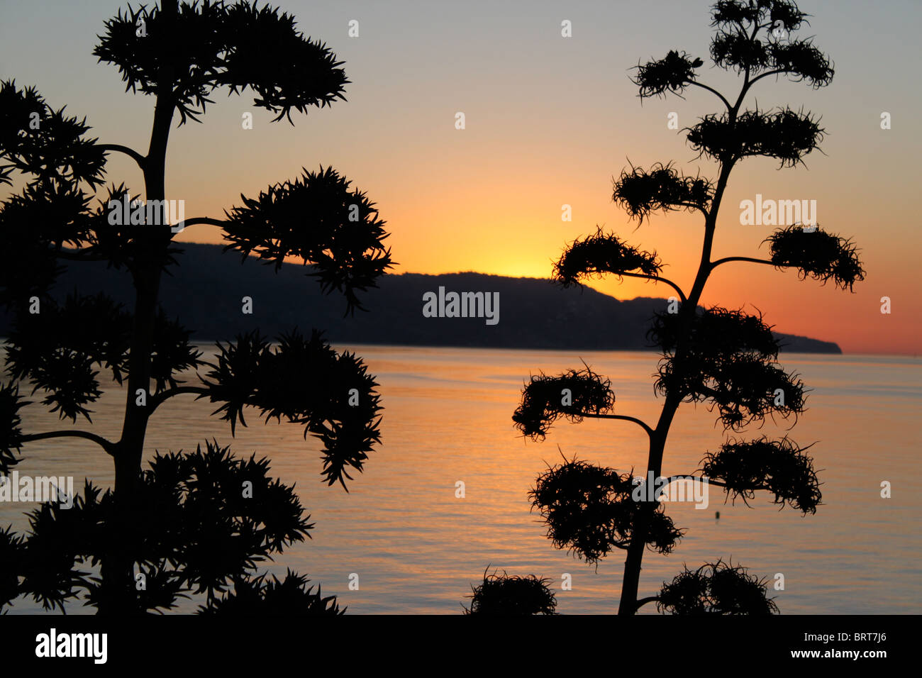 trees and ocean, at sun rise, Nerja, Andalusia, Spain Stock Photo - Alamy