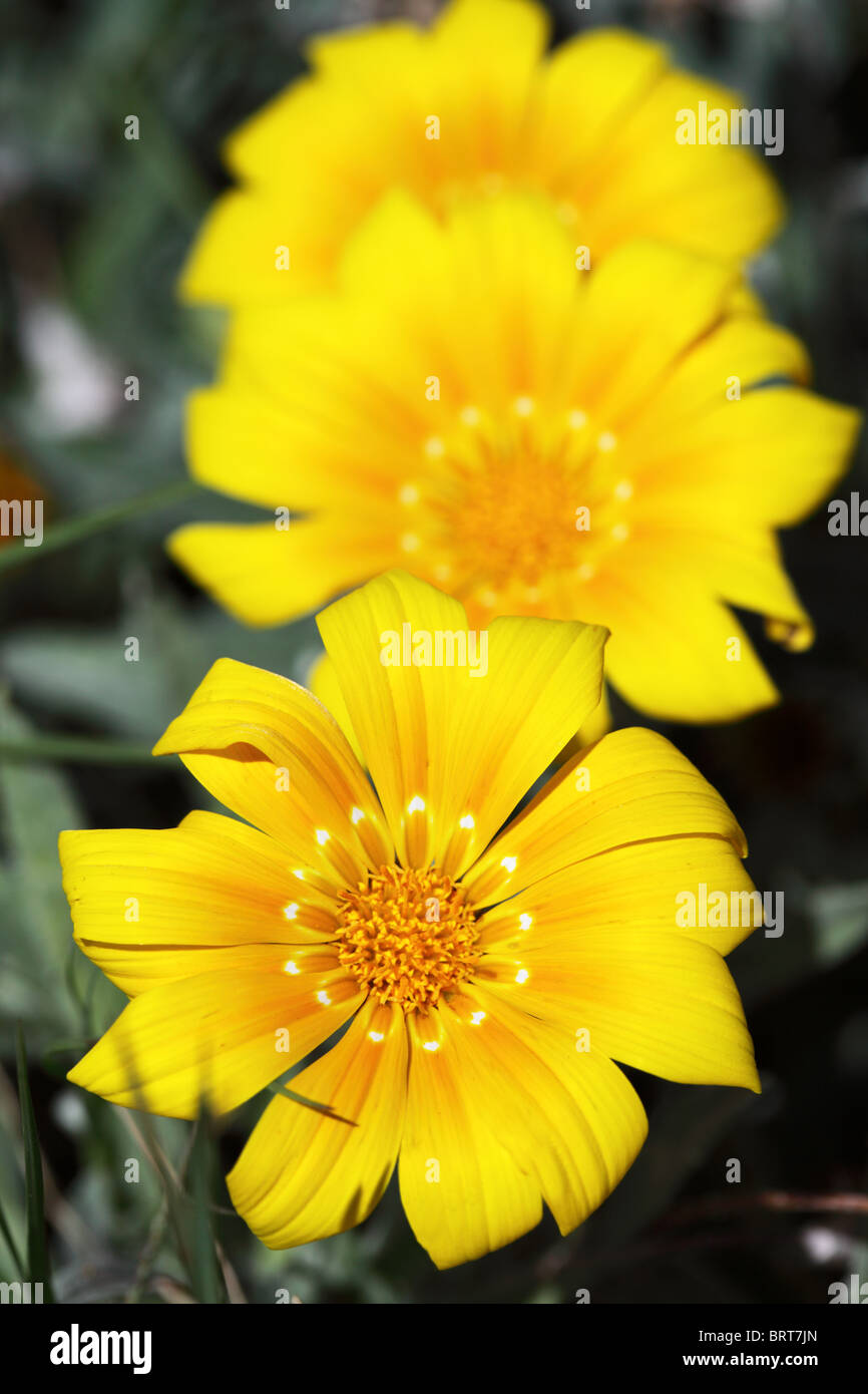 Yellow flower close up Stock Photo - Alamy