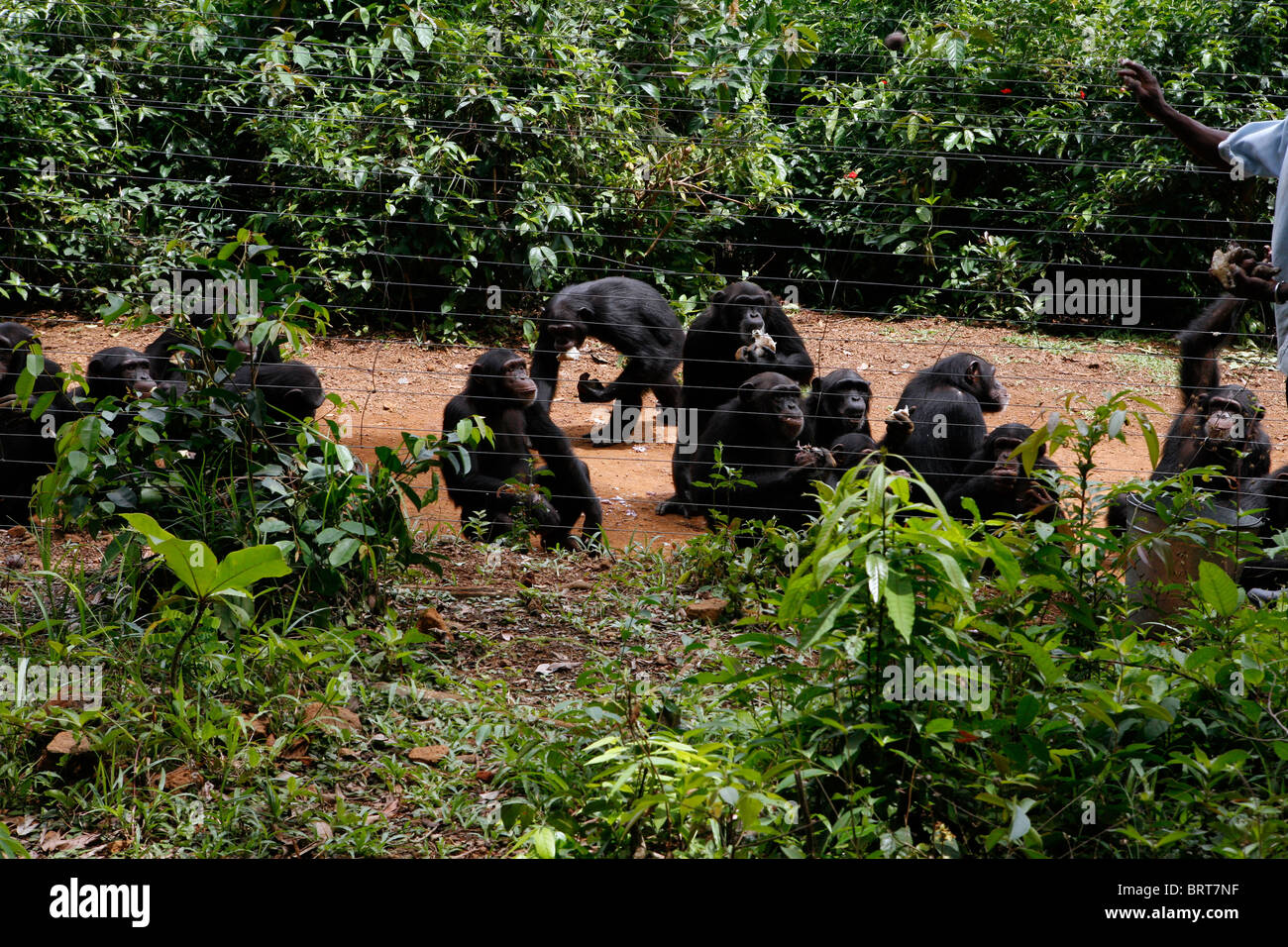 Tacugama chimpanzee sanctuary hi-res stock photography and images - Alamy