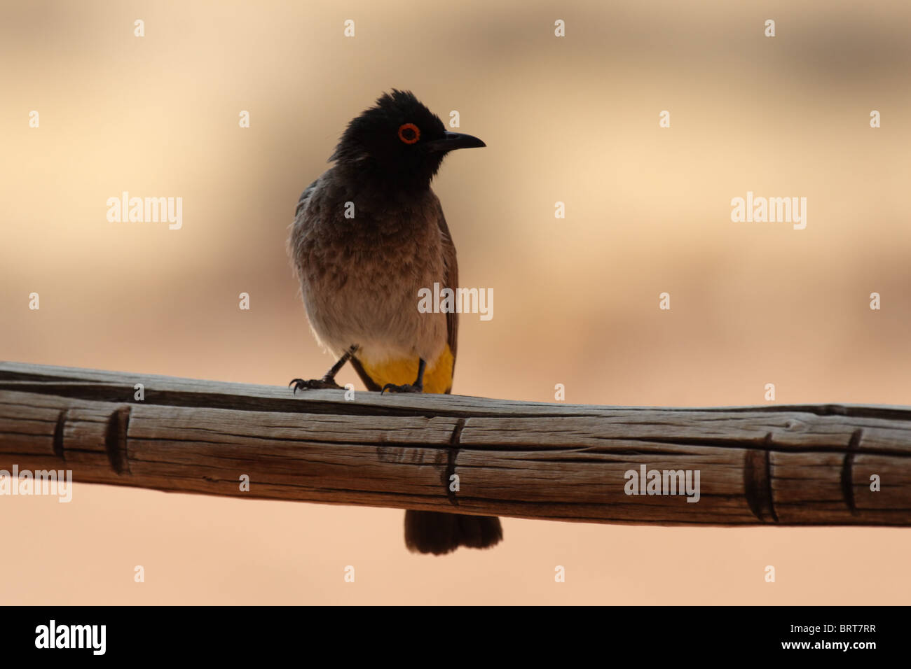 African Red-eyed Bulbul (Pycnonotus nigricans) in Namibia Stock Photo ...