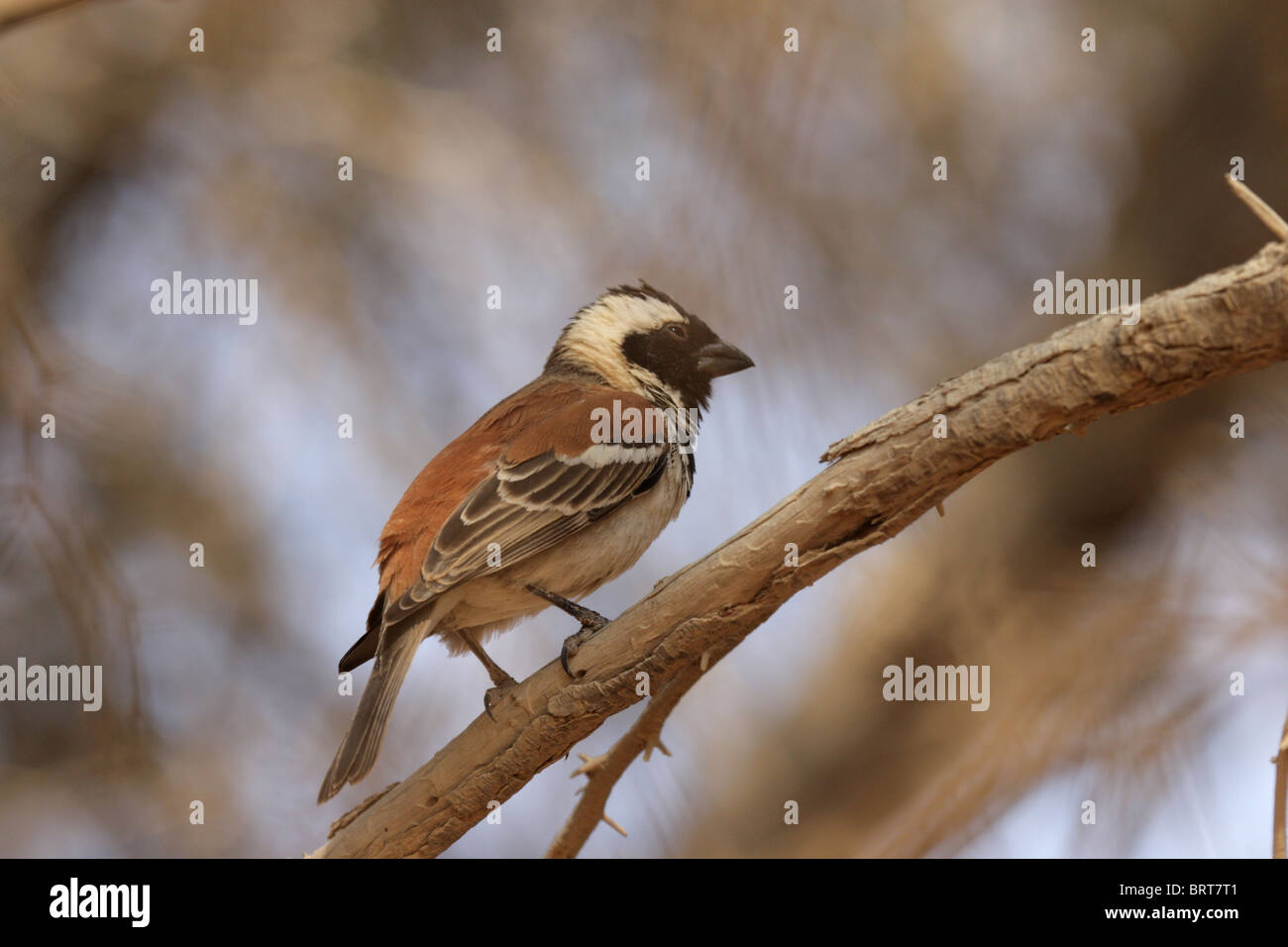 Common species of sparrow hi-res stock photography and images - Alamy