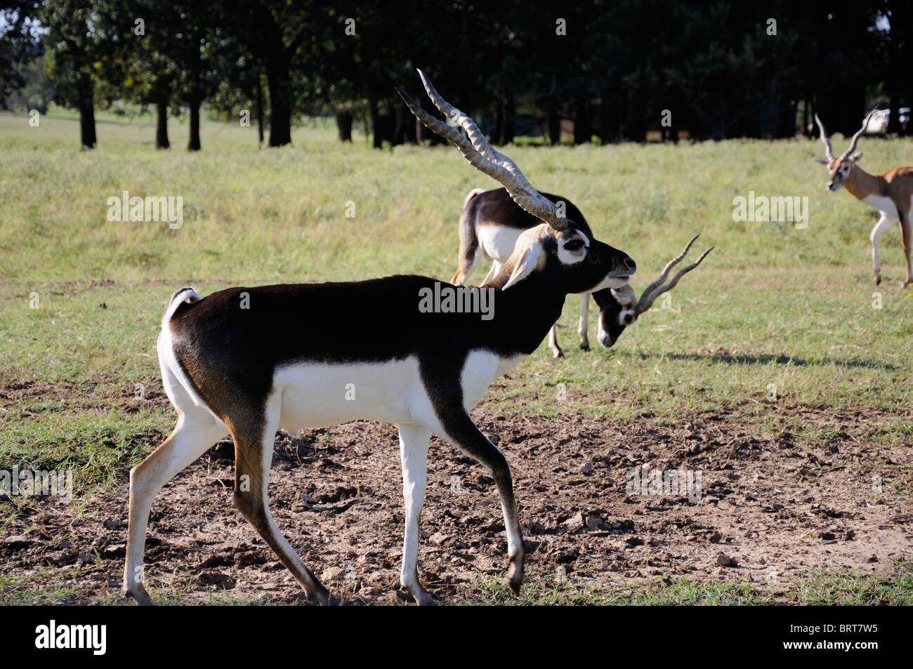 Blackbuck (Antilope cervicapra), aka Krishna Mrigam Stock Photo - Alamy