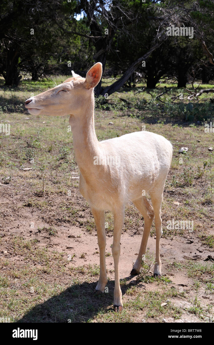 Blackbuck (Antilope cervicapra), aka Krishna Mrigam Stock Photo - Alamy