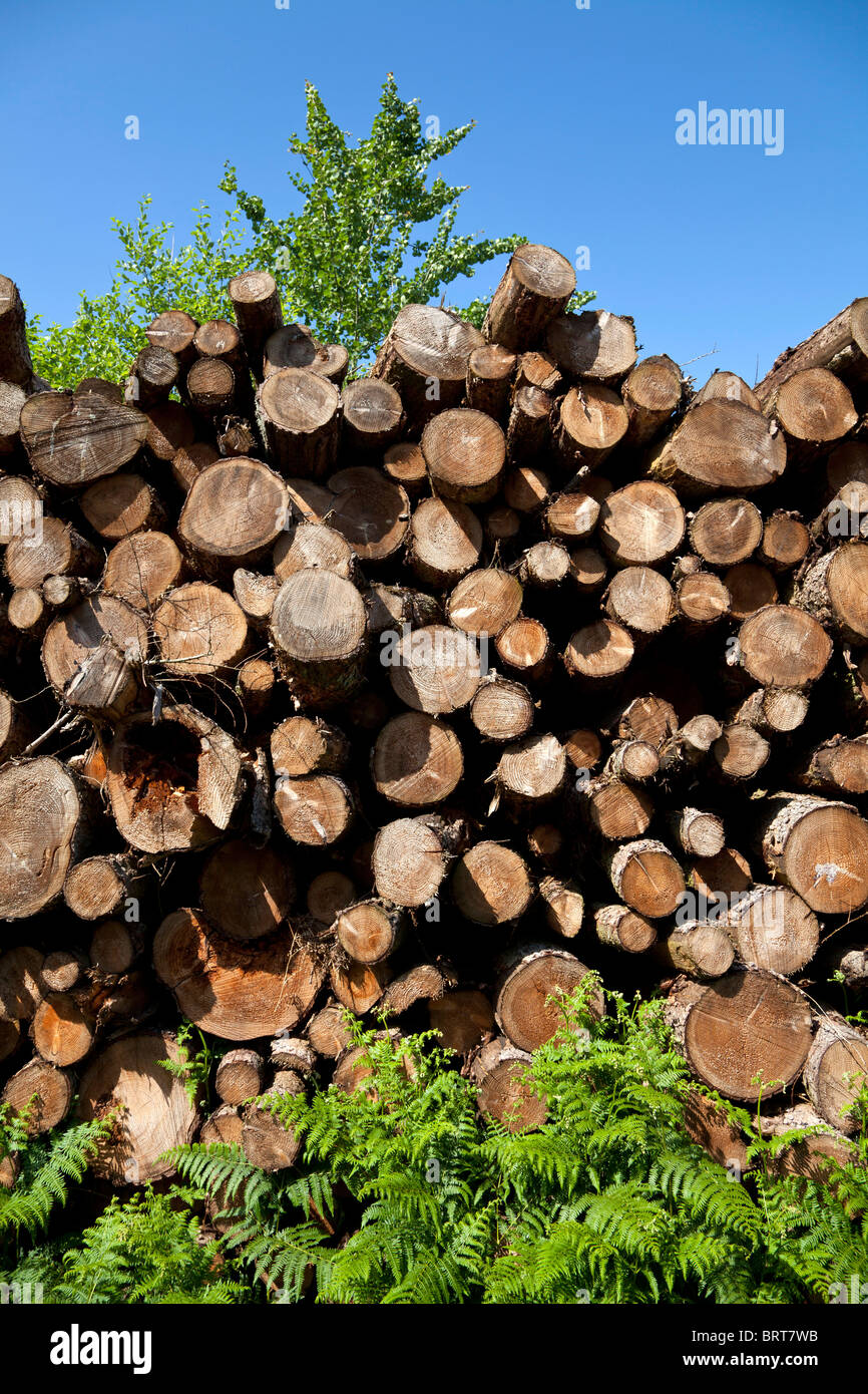 Log Pile Wildlife Habitat In Stock Photos & Log Pile Wildlife Habitat ...
