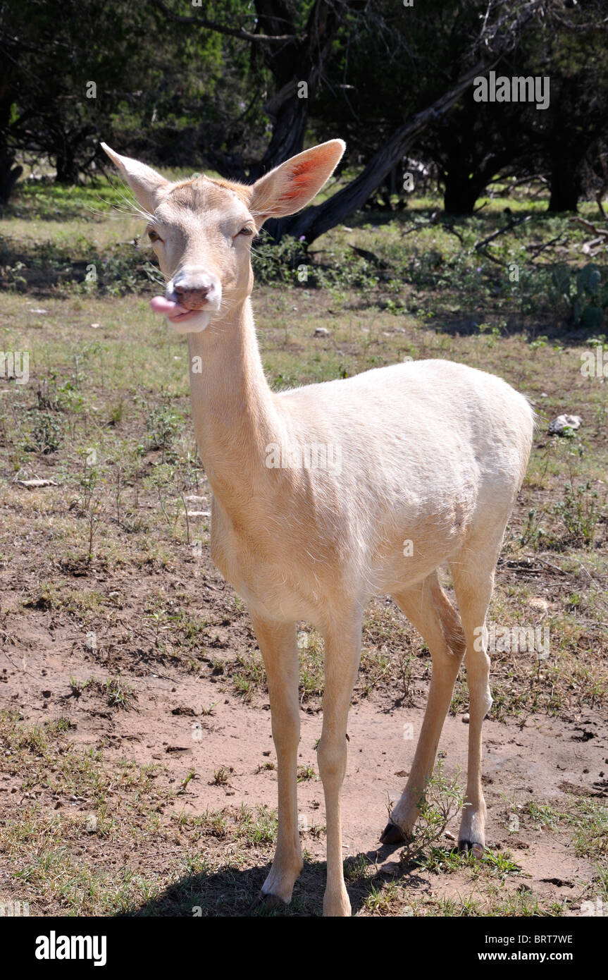 Blackbuck (Antilope cervicapra), aka Krishna Mrigam Stock Photo - Alamy