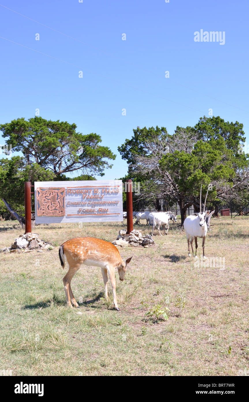 Blackbuck (Antilope cervicapra), aka Krishna Mrigam Stock Photo - Alamy