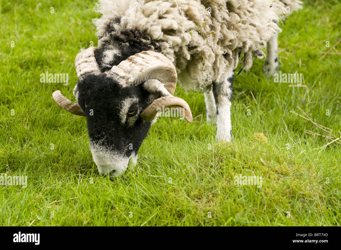 With its thick, woolly coat and curled horns, a Swaledale sheep is ...