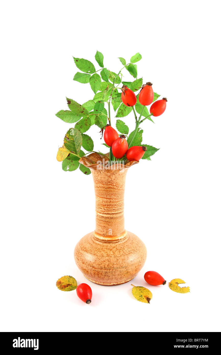 Small hips Cut Out Stock Images & Pictures - Alamy