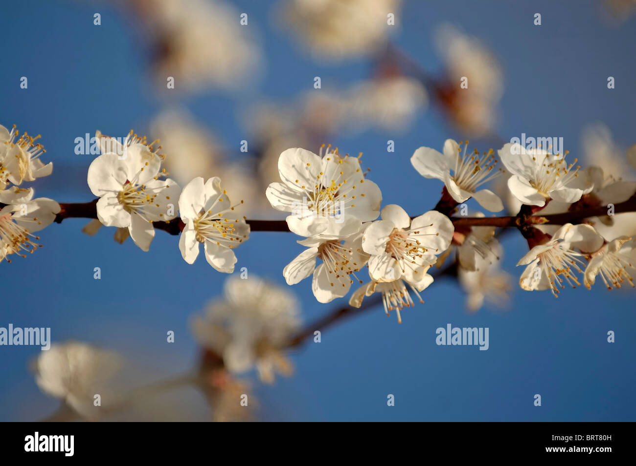 Spring flowers in Cappadocia,central anatolia of Turkey Stock Photo - Alamy