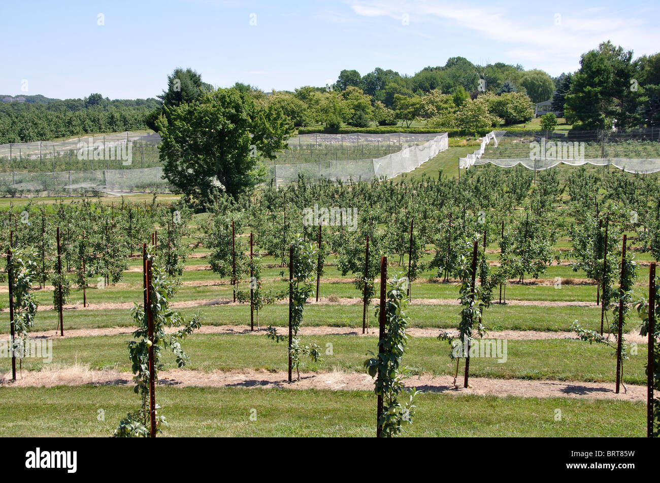 Saplings rows hi-res stock photography and images - Alamy