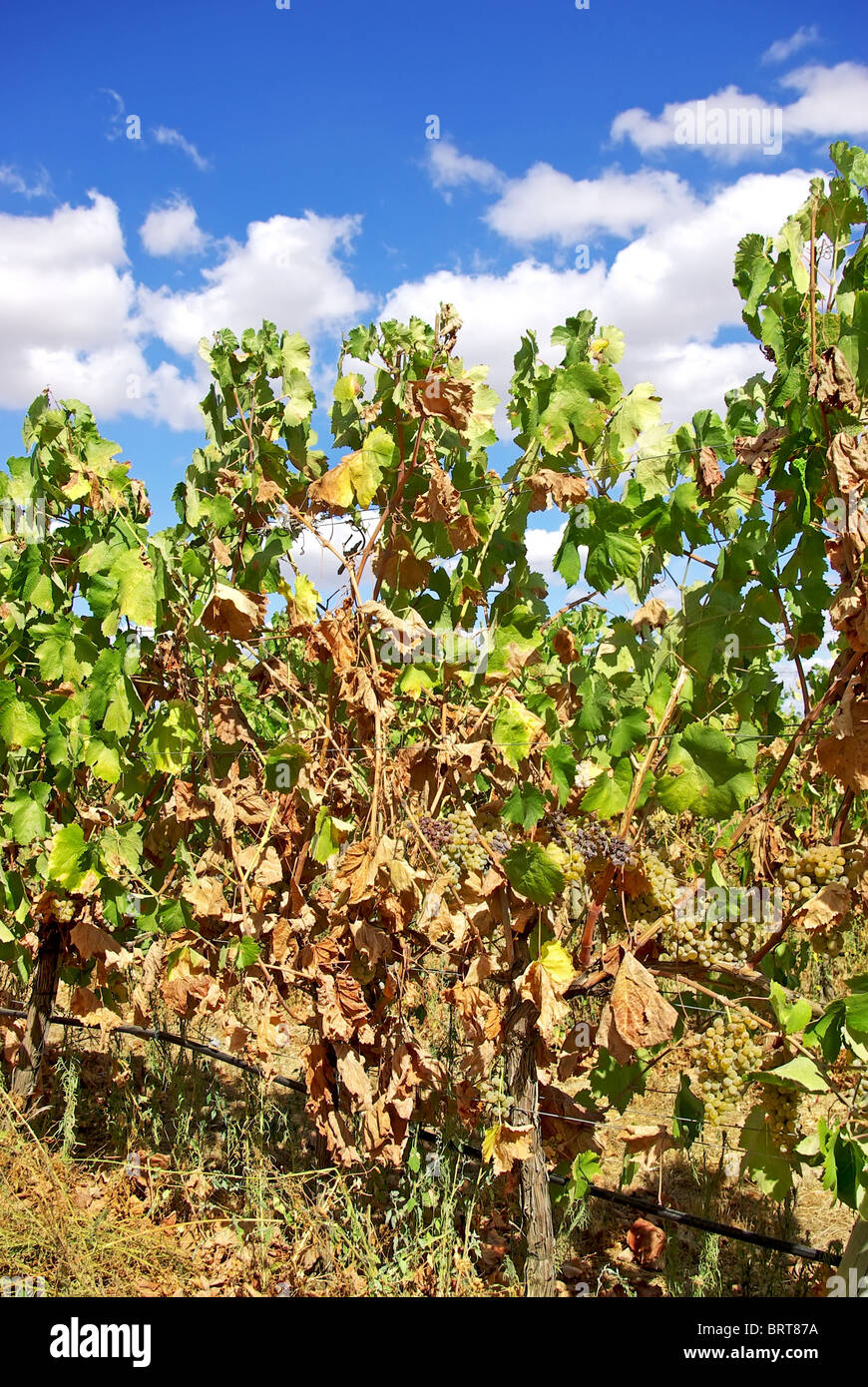 Roupeiro hi-res stock photography and images - Alamy