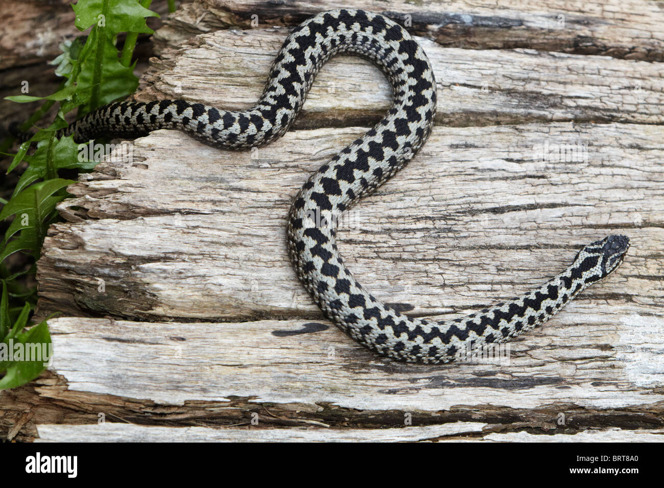 Common Tree Snakes High Resolution Stock Photography and Images - Alamy