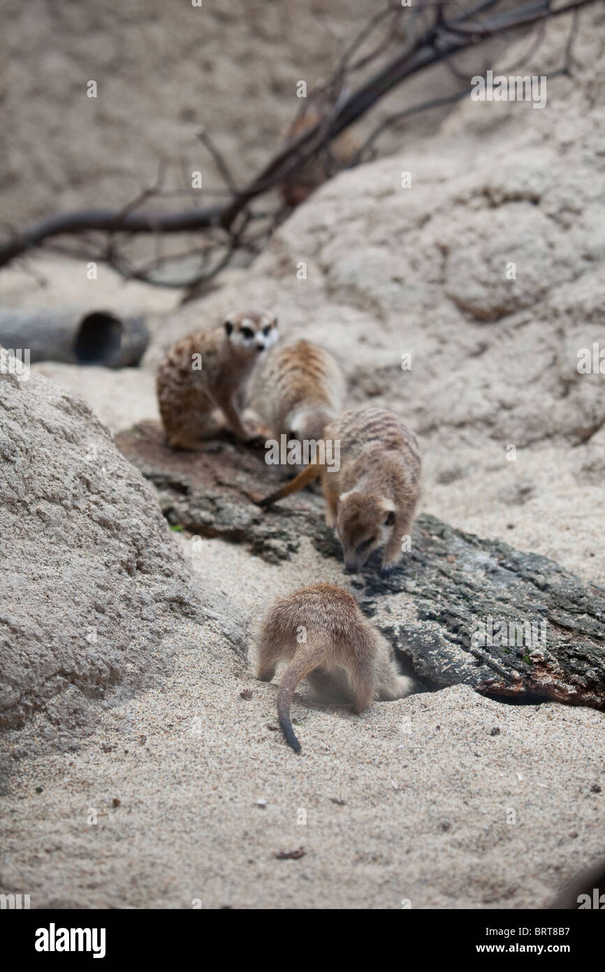 Meerkat clan at the Woodland Park Zoo - Seattle, Washington. One ...