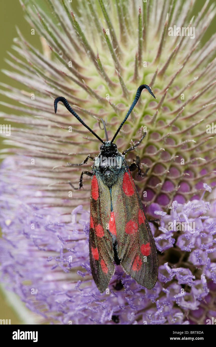 Day Flying Moths High Resolution Stock Photography and Images - Alamy