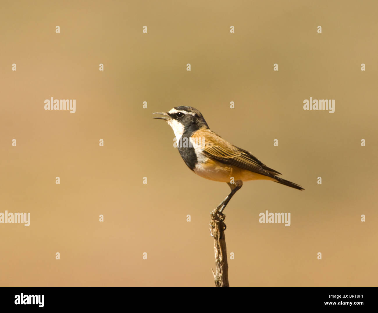 Capped Wheatear Oenanthe pileata Goegap Nature Reserve Namaqualand ...