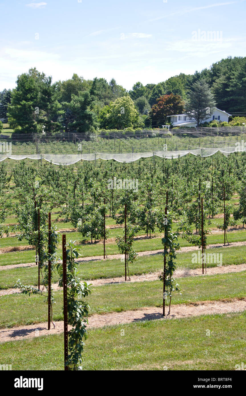 Rows of planted trees on farm in Connecticut, New England, USA Stock ...