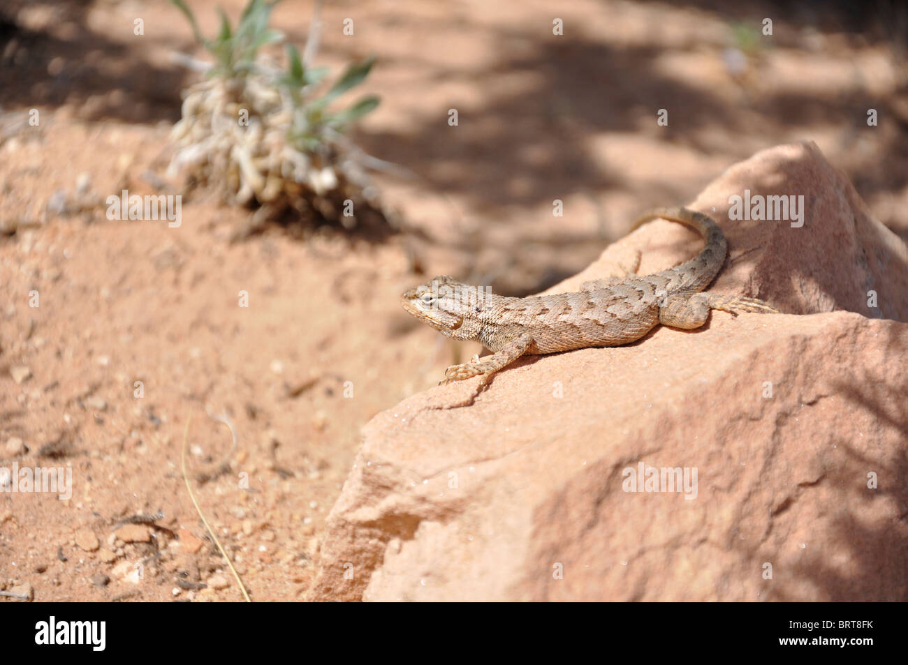 Side-blotched lizard (Uta stansburiana), Canyonlands National Park ...