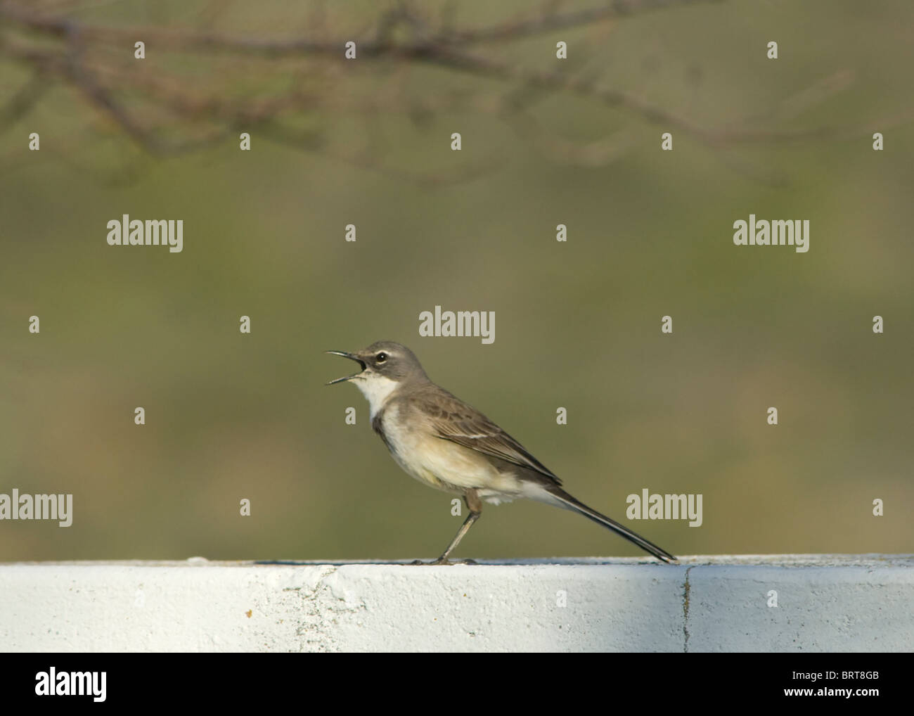 Cape Wagtail Motacilla capensis Namaqualand Northern Cape South Africa ...