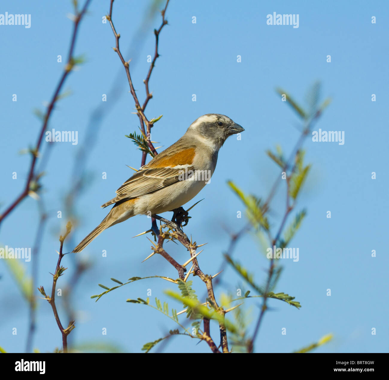 Streakyheaded canary serinus gularis hi-res stock photography and ...