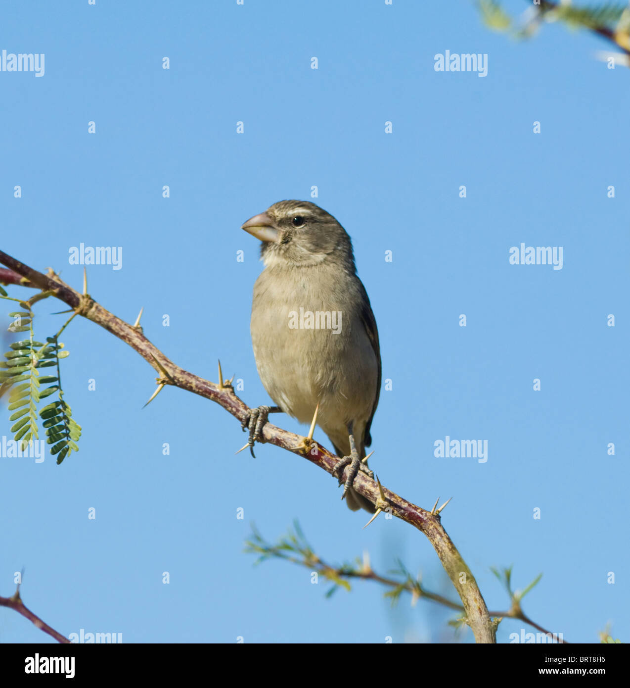 Streakyheaded canary serinus gularis hi-res stock photography and ...