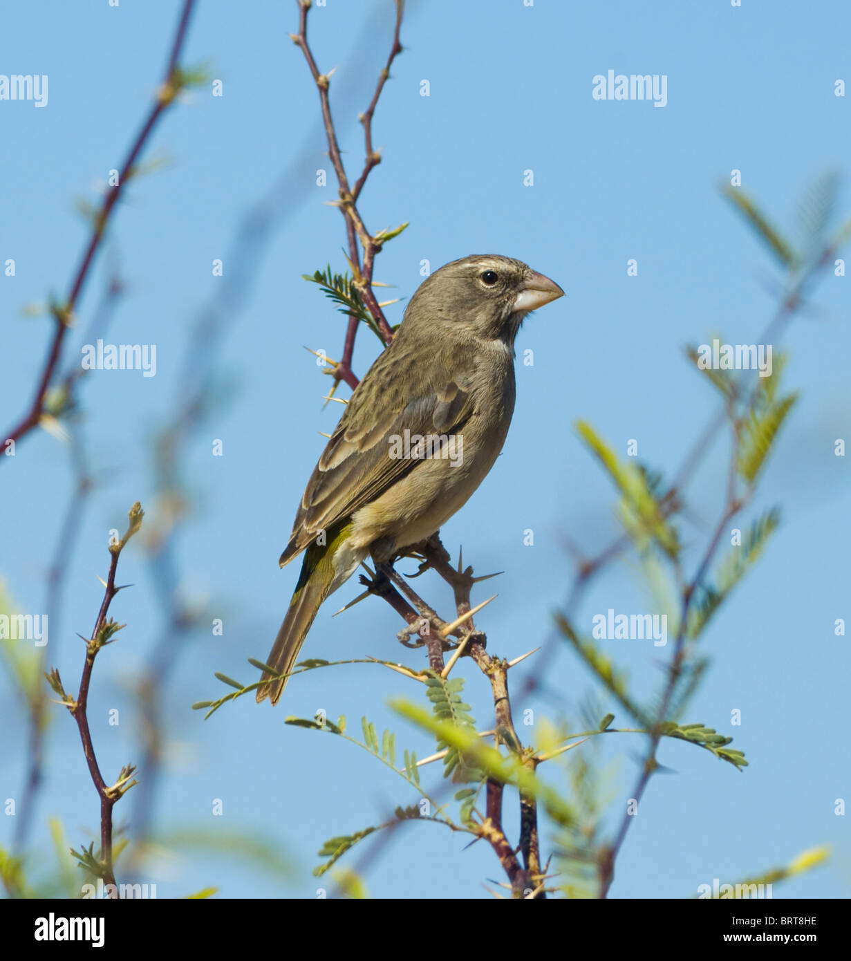 Serinus gularis hi-res stock photography and images - Alamy