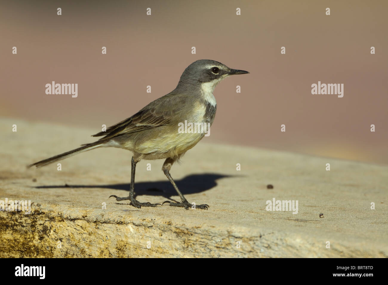 African wagtail bird hi-res stock photography and images - Alamy