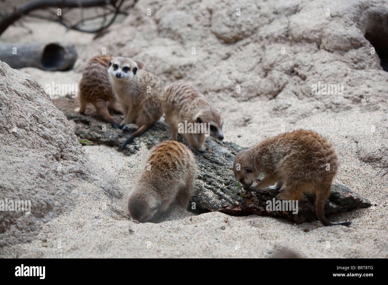 Meerkat clan at the Woodland Park Zoo - Seattle, Washington. One ...