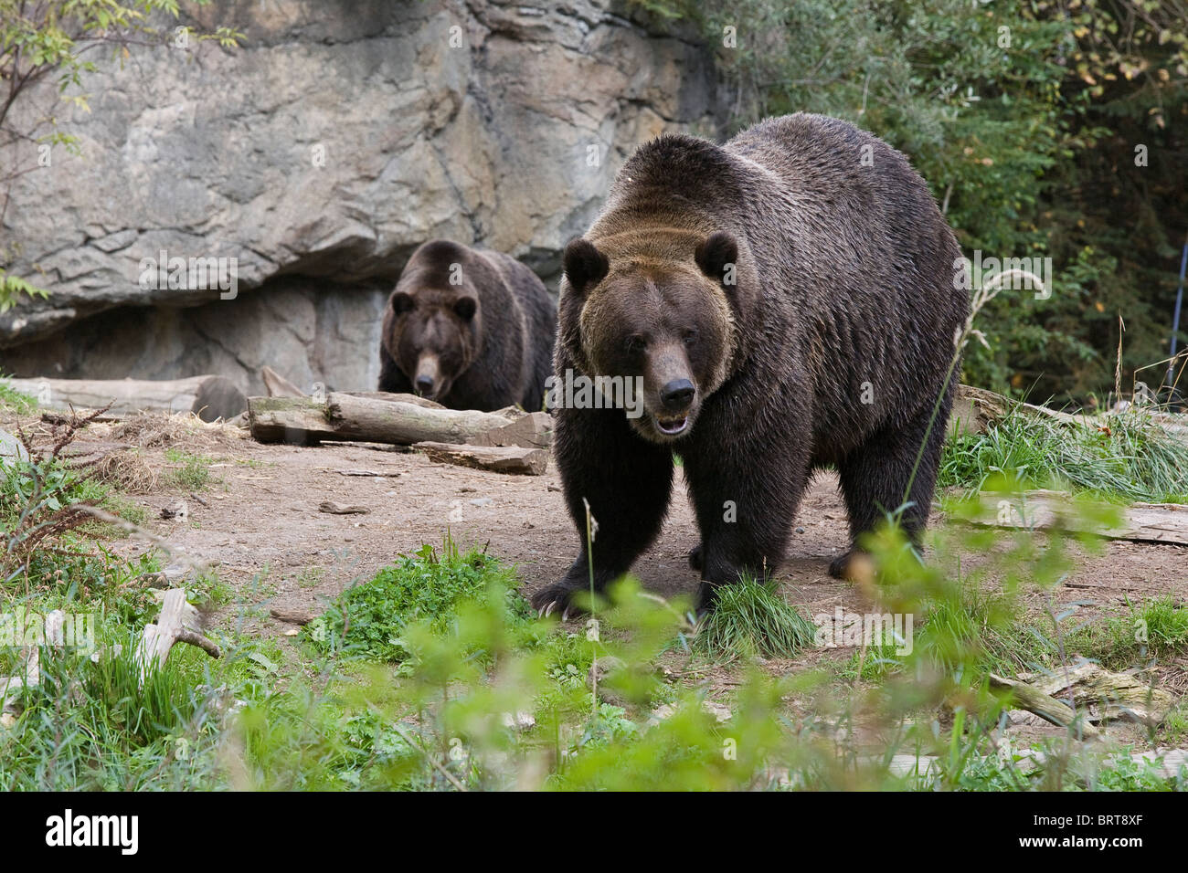 Two Brown Bears at the Woodland Park Zoo - Seattle, Washington Stock ...